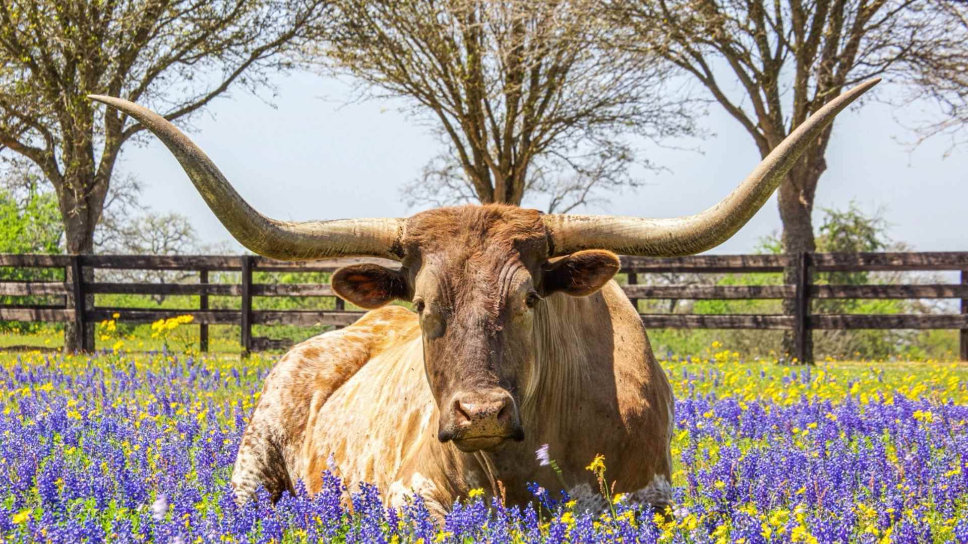 145 Texas Puns That Will Have Y'all Laughin'