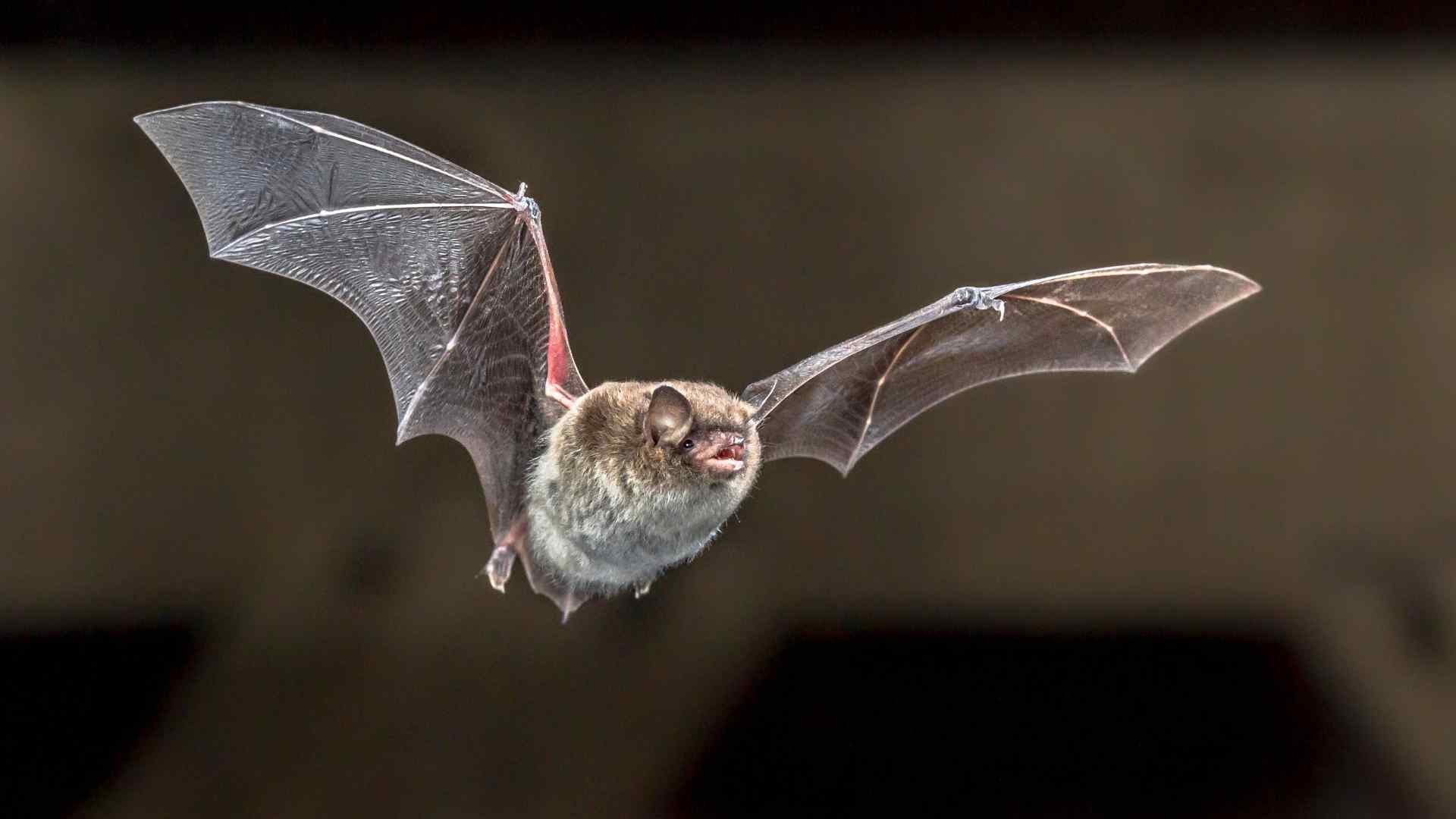 145 Bat Puns: Hilariously Clever Wordplays