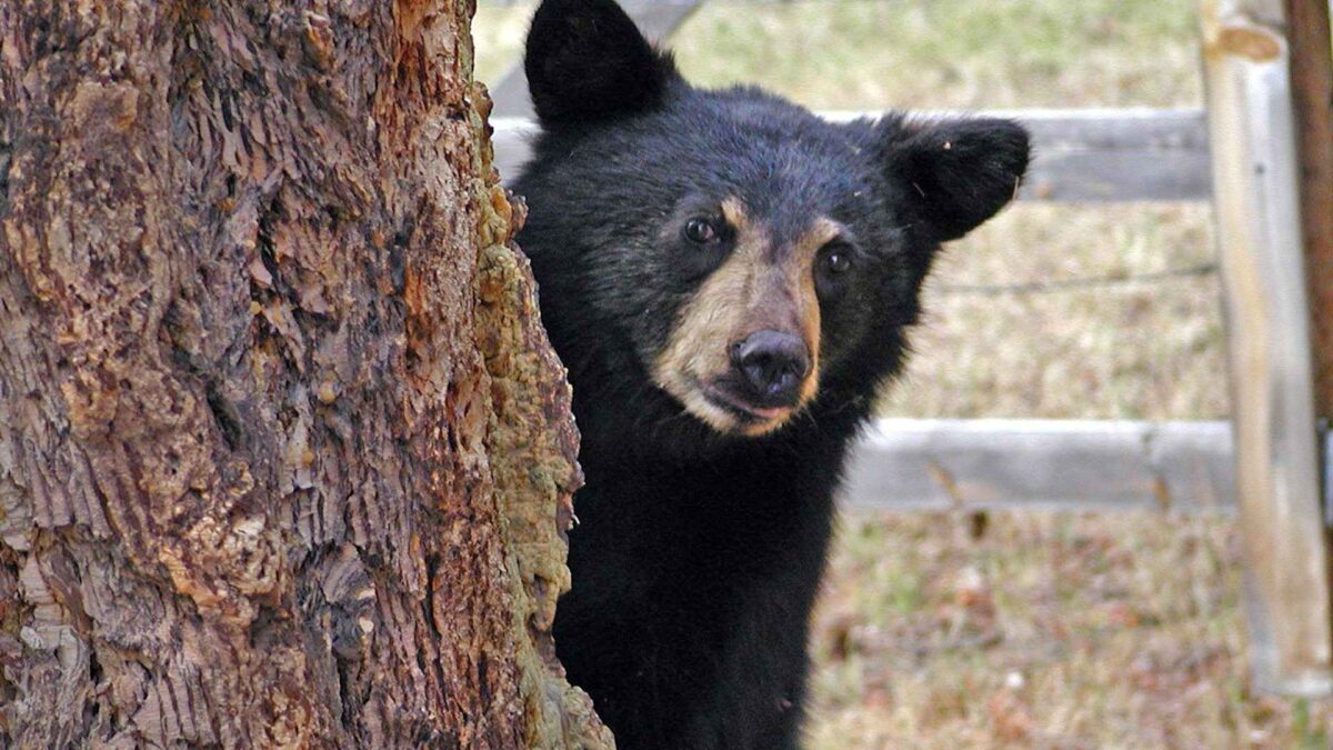 Top 135 Bear Puns That Will Have You Roaring with Laughter