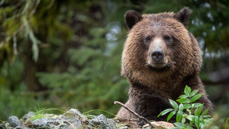 Top 135 Bear Puns That Will Have You Roaring with Laughter