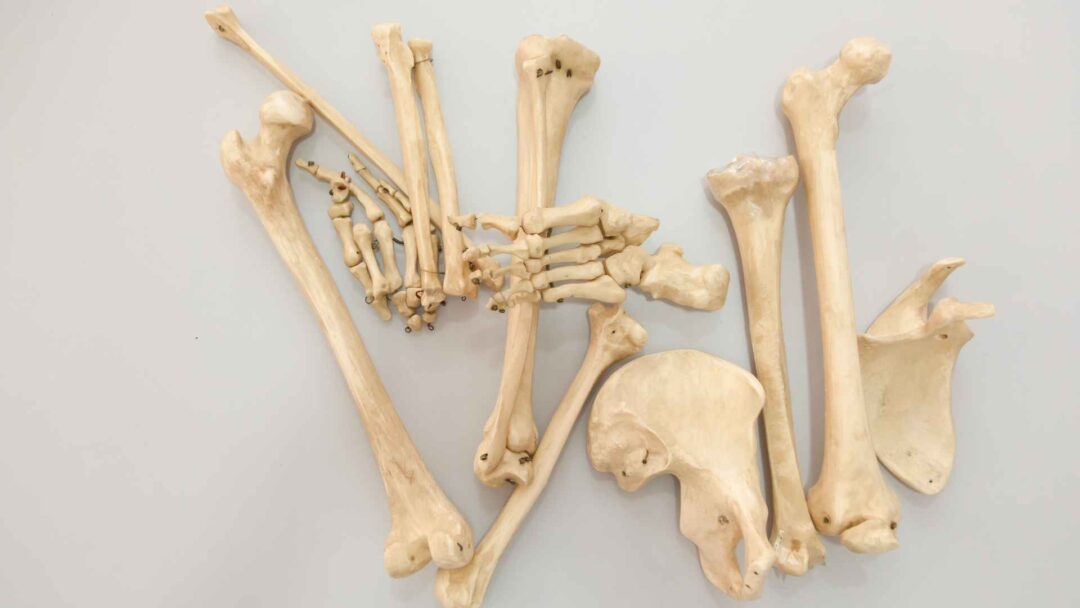 45 Bone Puns That Will Tickle Your Funny Bone