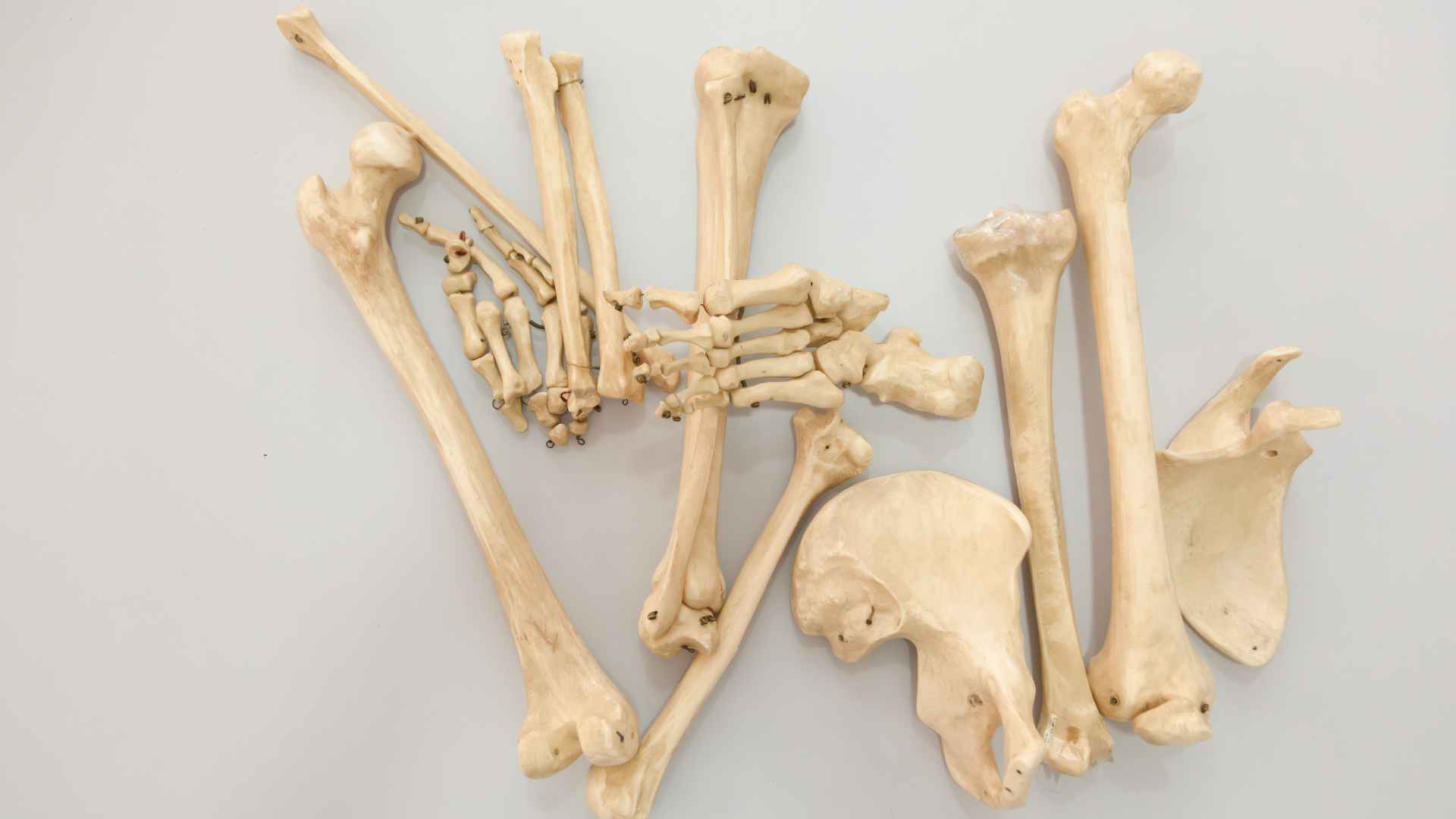 45 Bone Puns That Will Tickle Your Funny Bone
