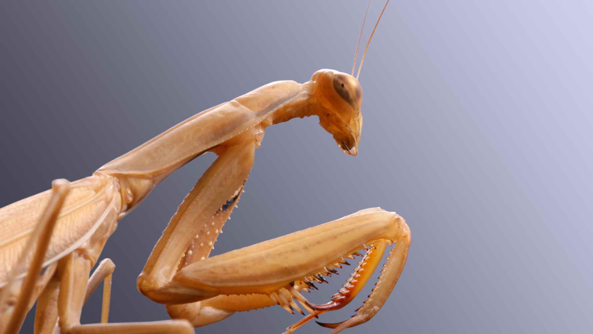 145 Bug Puns to Make You Buzz with Laughter
