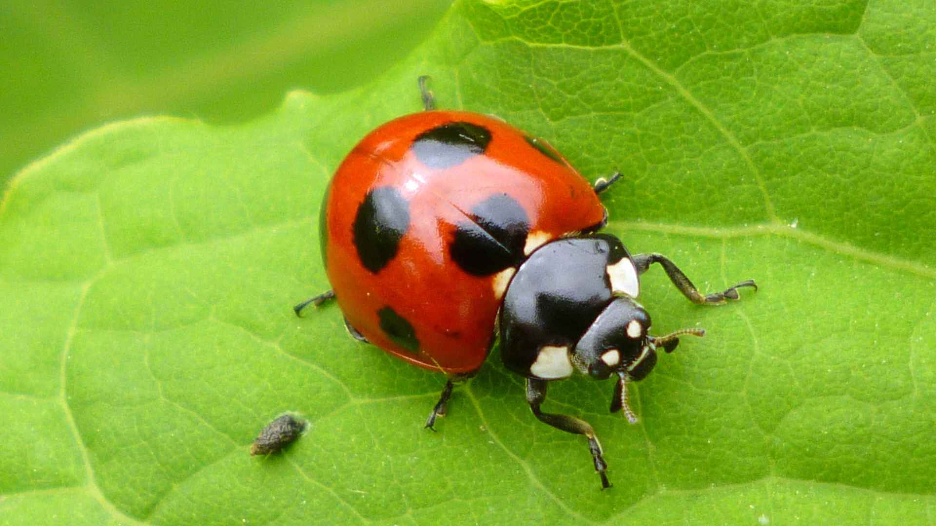145 Bug Puns to Make You Buzz with Laughter