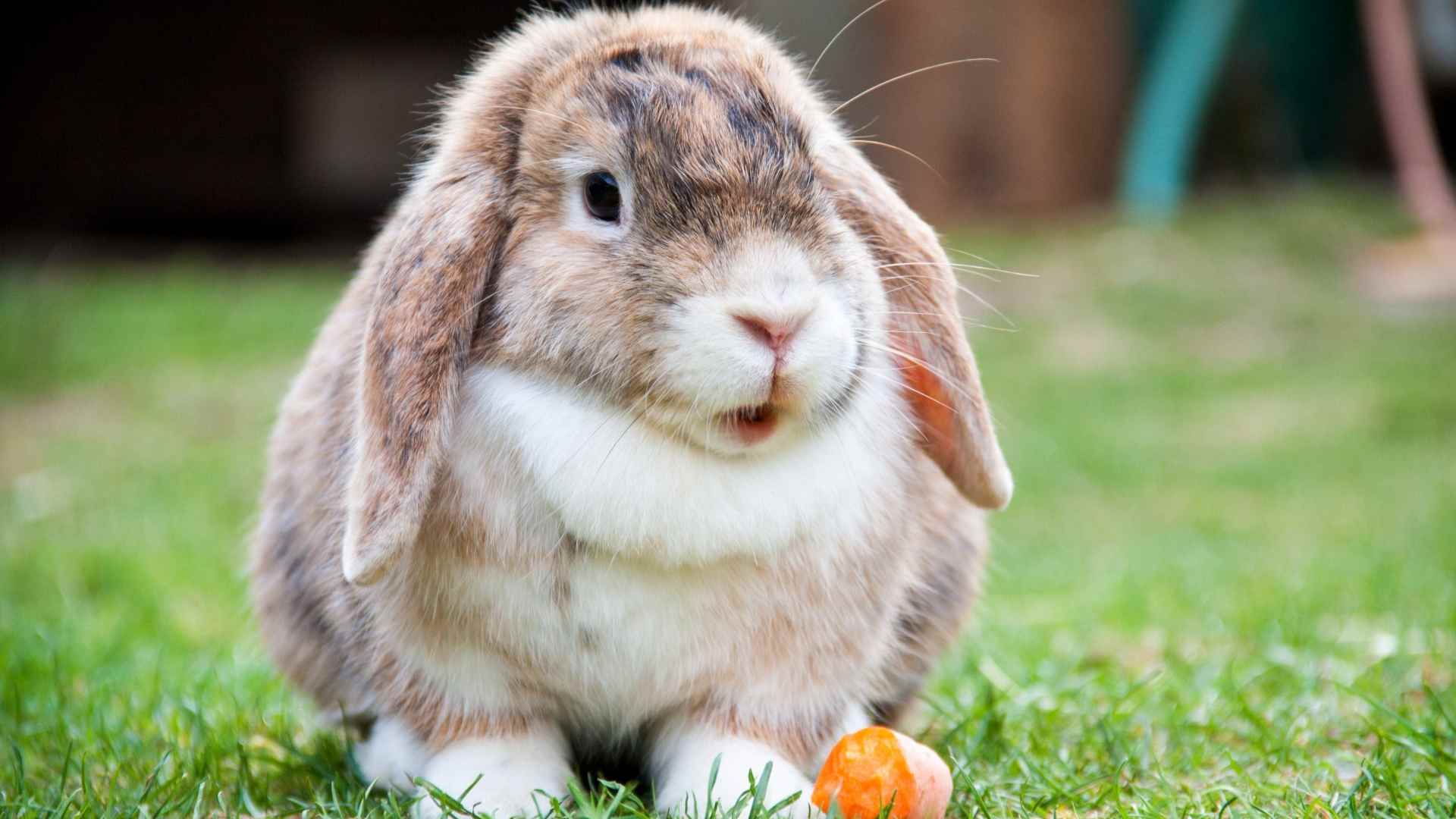 145 Bunny Puns That Will Make You Hop with Laughter