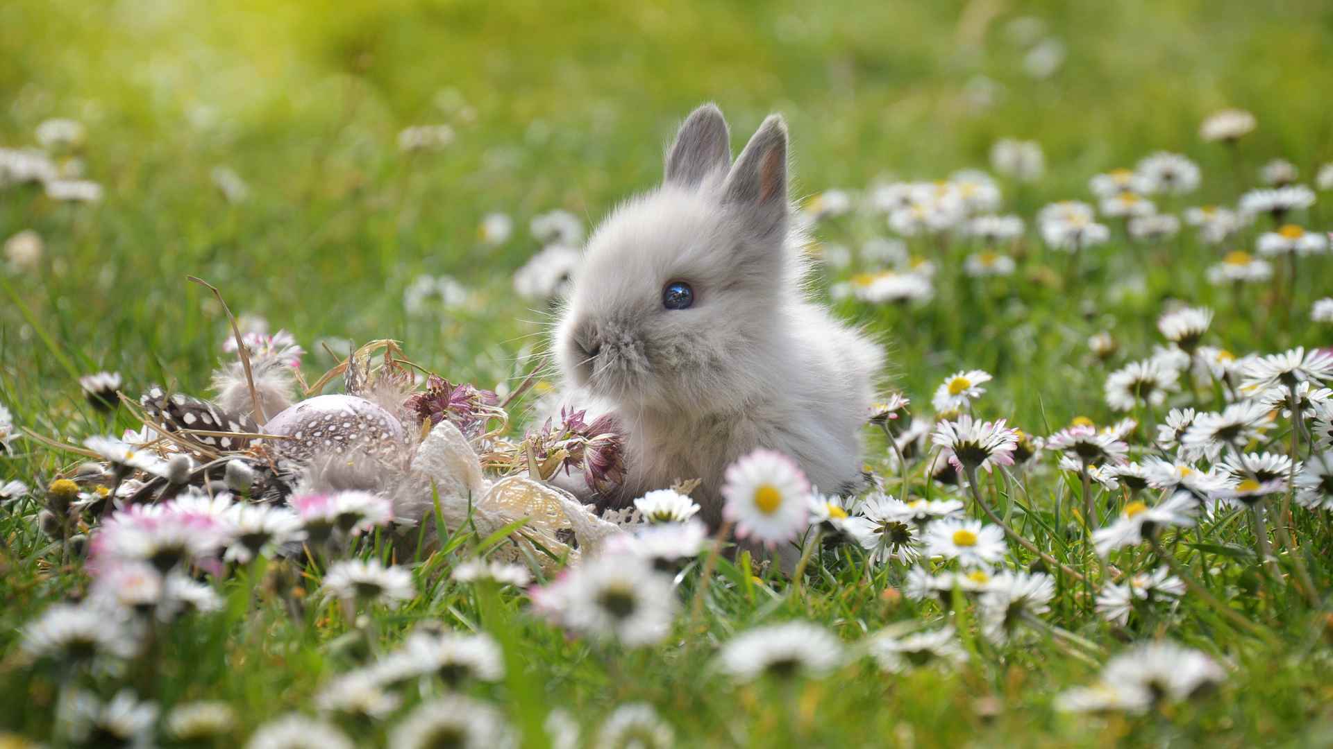 145 Bunny Puns That Will Make You Hop with Laughter