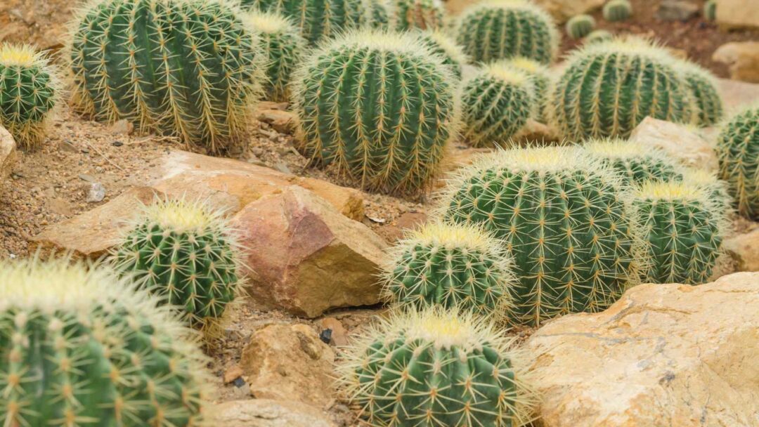 145 Cactus Puns: Funny Jokes for Every Occasion