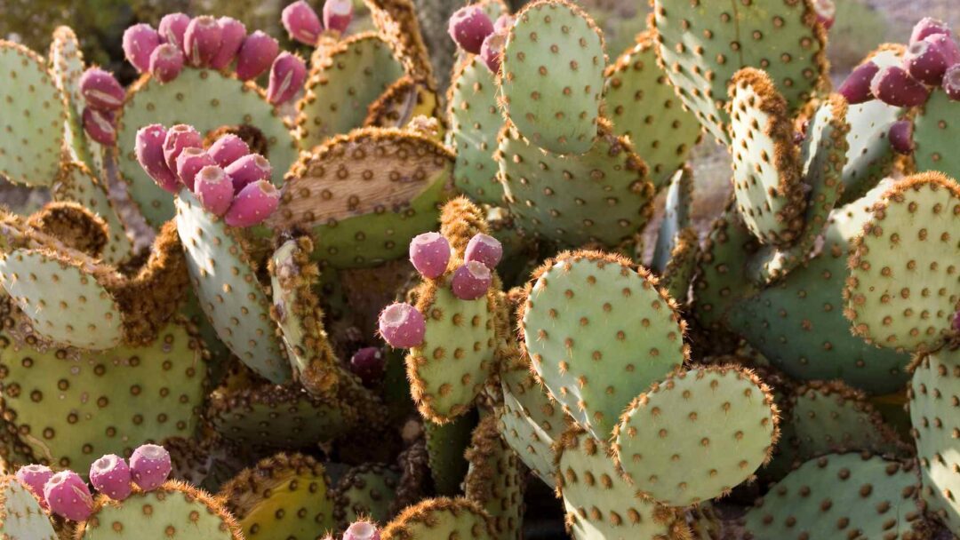 145 Cactus Puns: Funny Jokes for Every Occasion