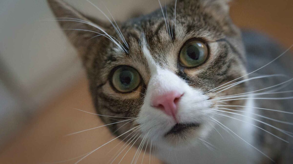 155 Cat Puns to Make You Purr with Laughter