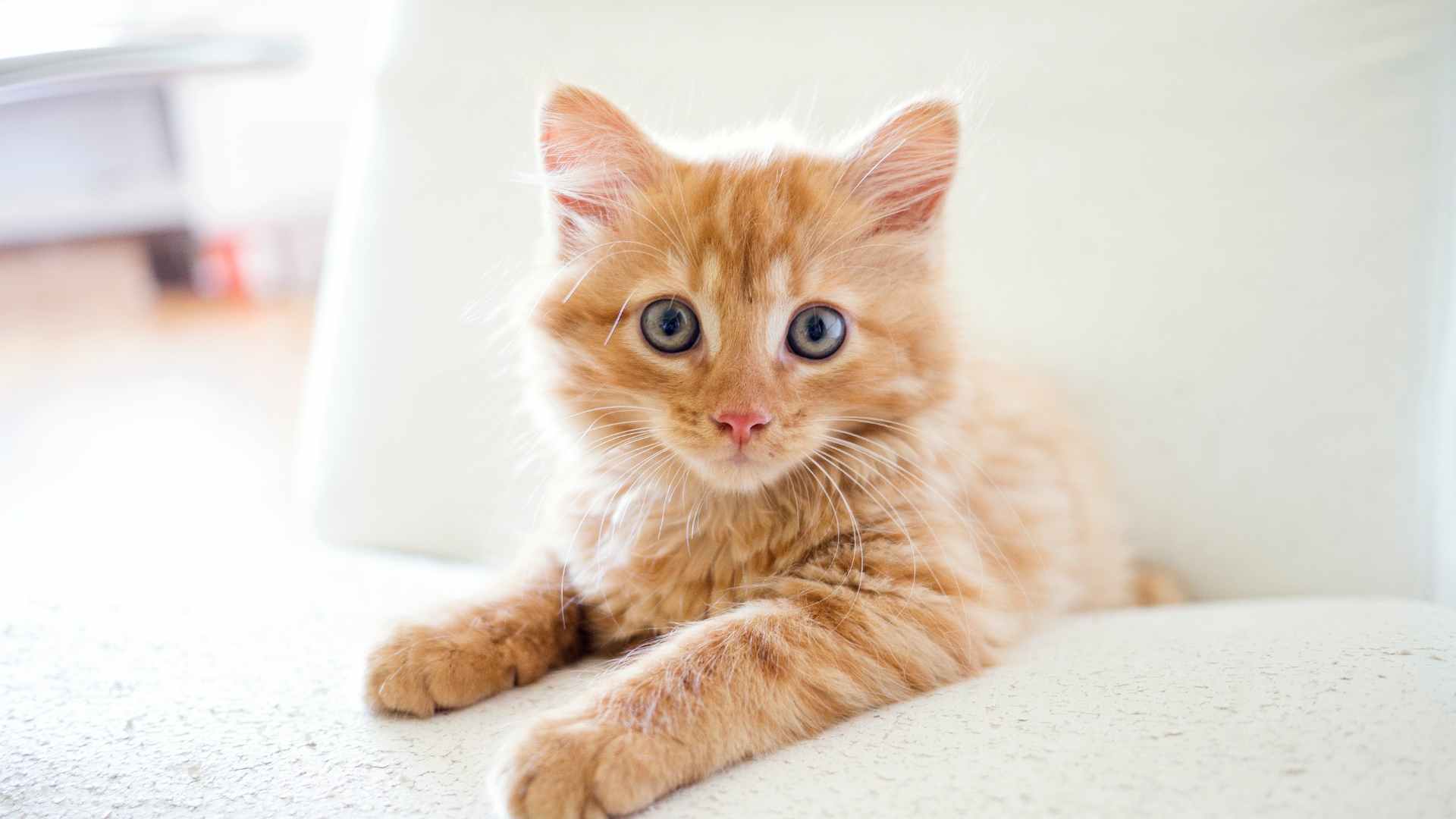 155 Cat Puns to Make You Purr with Laughter