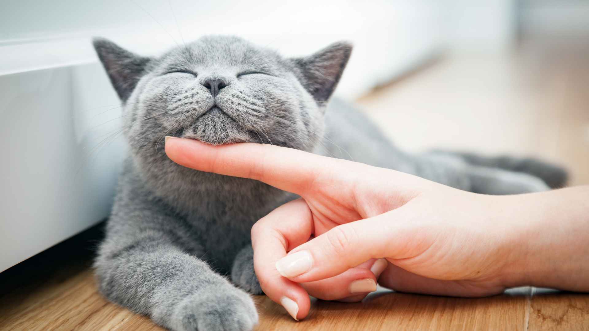 155 Cat Puns to Make You Purr with Laughter