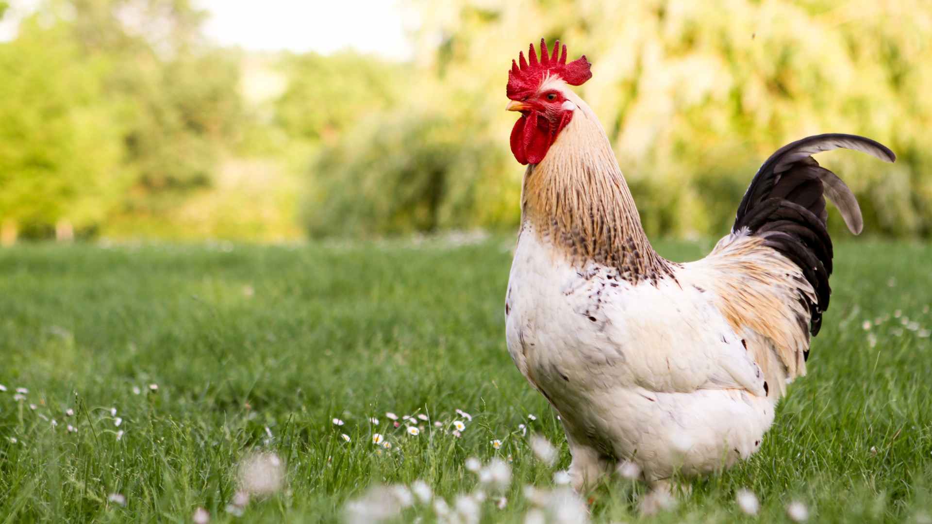 145 Chicken Puns That Will Make You Crack Up