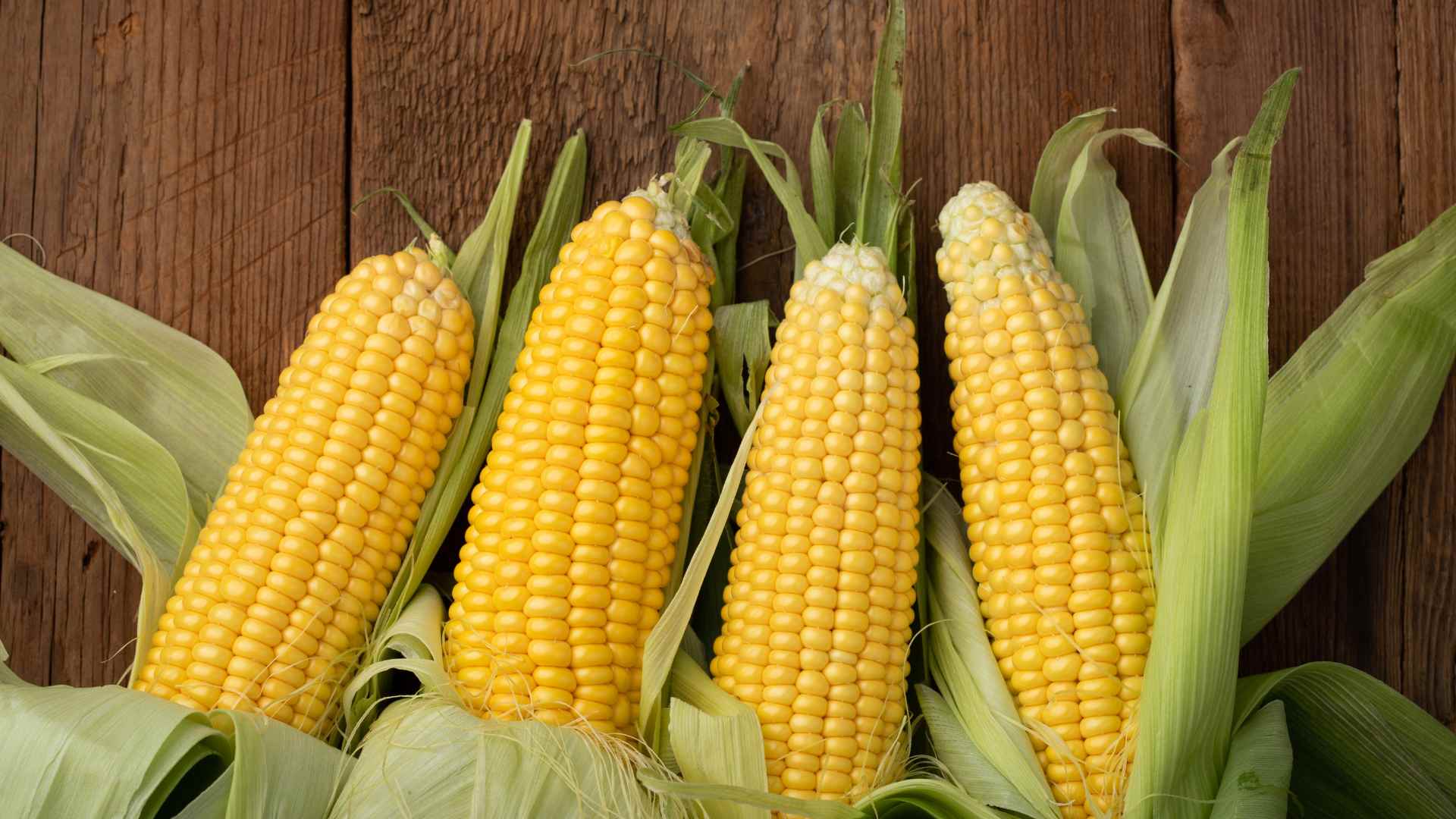 145 Corn Puns That Are So Amaize-ing, You’ll Pop With Laughter!