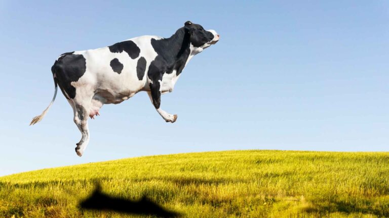 135 Cow Puns That Will Leave You Laughing