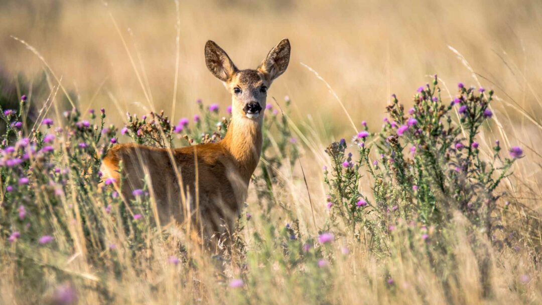 145 Deer Puns That Will Leave You Laughing!