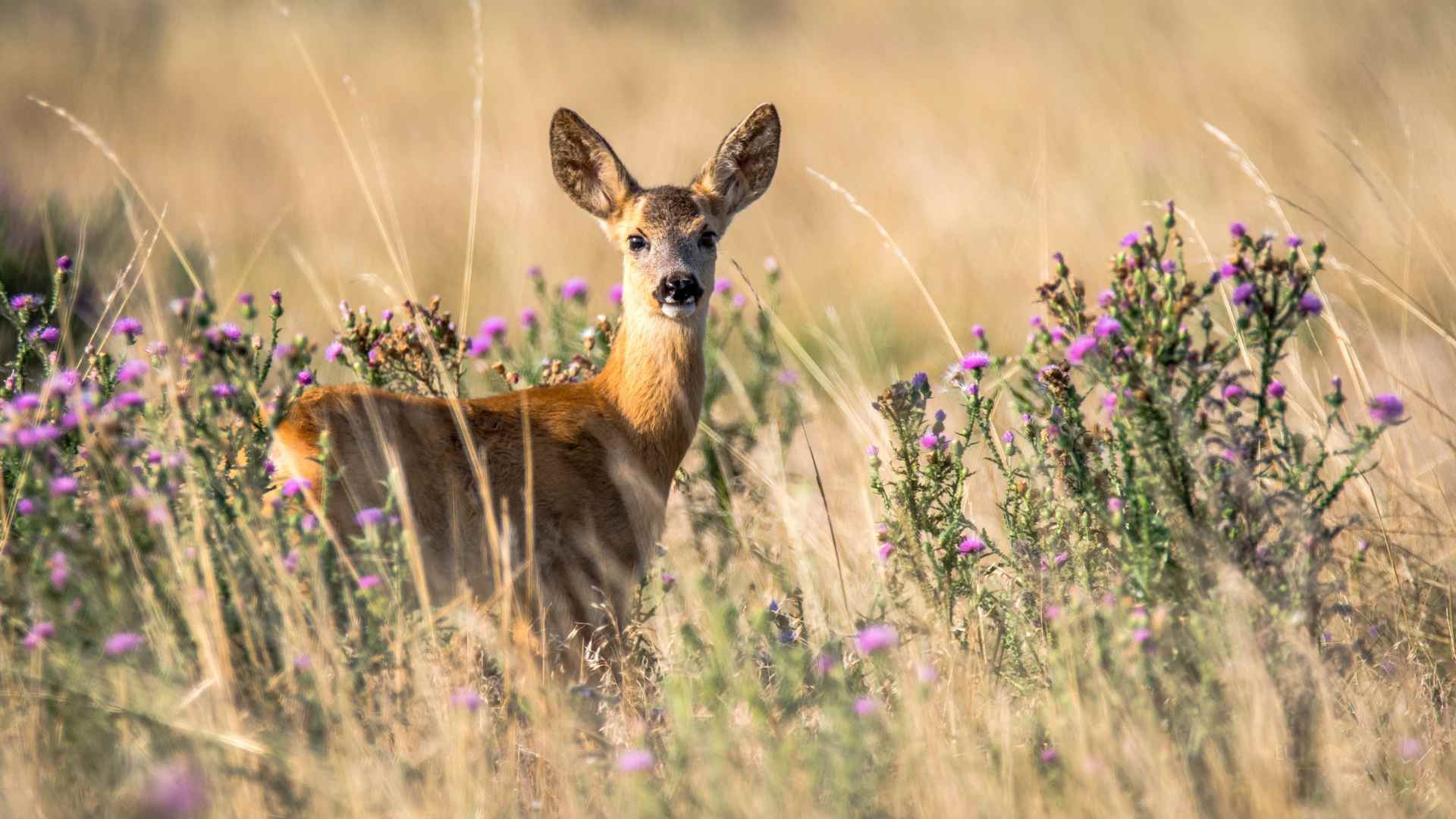 145 Deer Puns That Will Leave You Laughing!