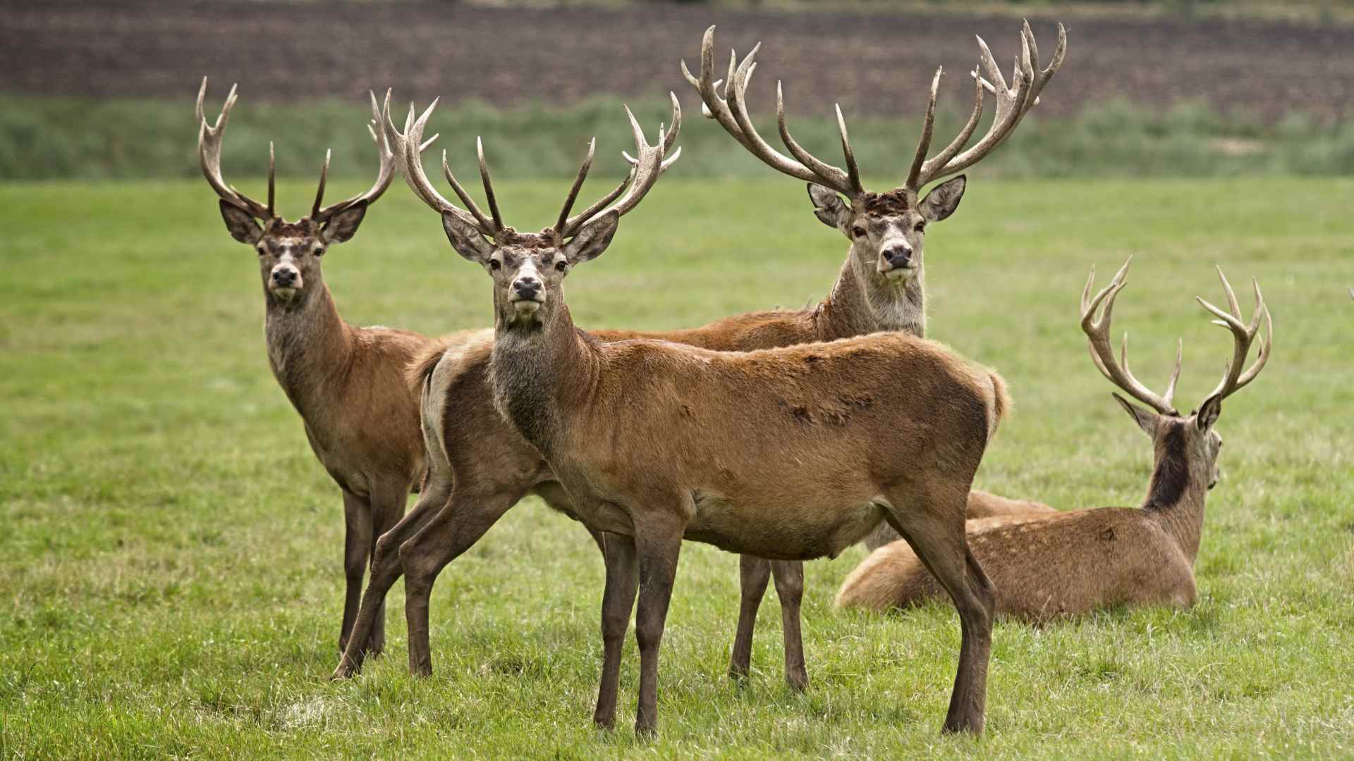 145 Deer Puns That Will Leave You Laughing!