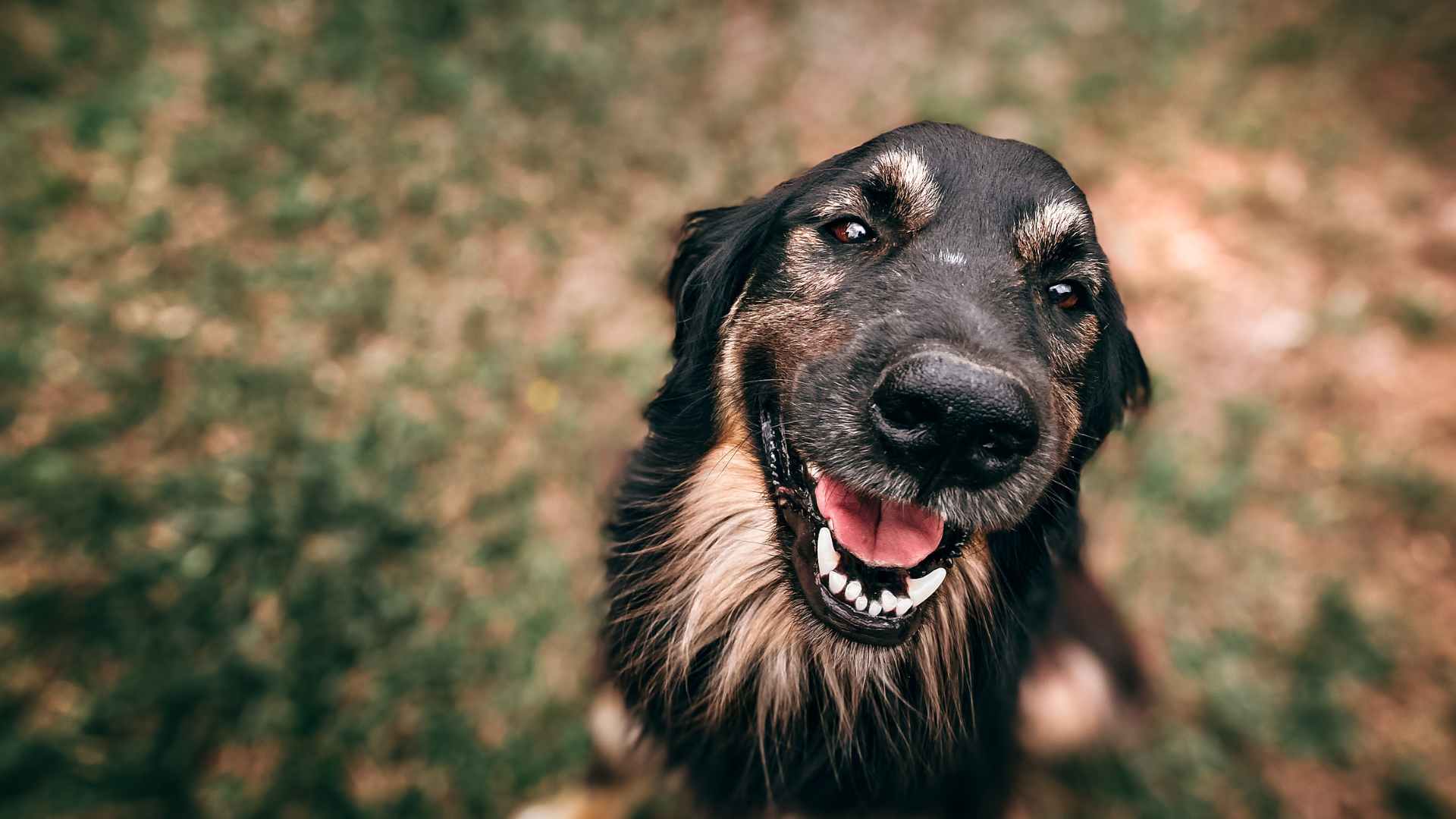 Top 155 Dog Puns That Are Super Clever