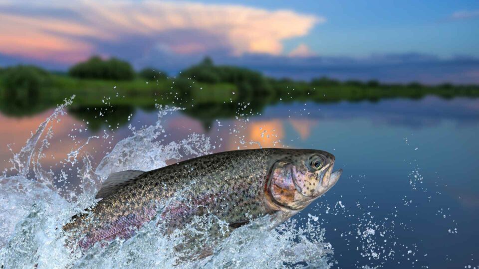 145 Fishing Puns that Will Hook You Right In!