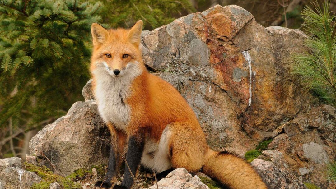 145 Fox Puns: Clever and Funny Jokes