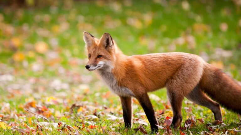 145 Fox Puns: Clever and Funny Jokes