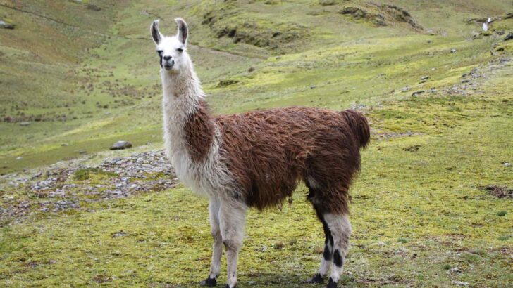 145 Llama Puns to Make You Smile