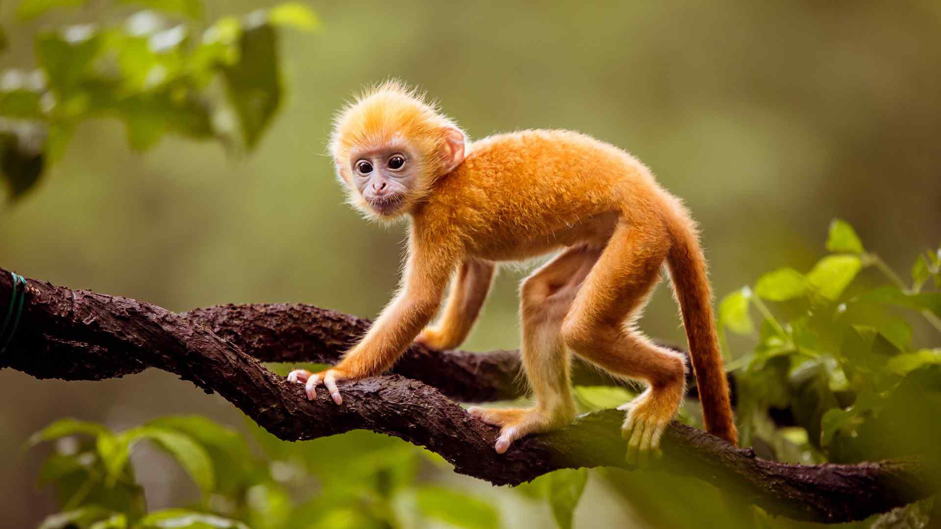 145 Monkey Puns: Fun and Hilarious Jokes