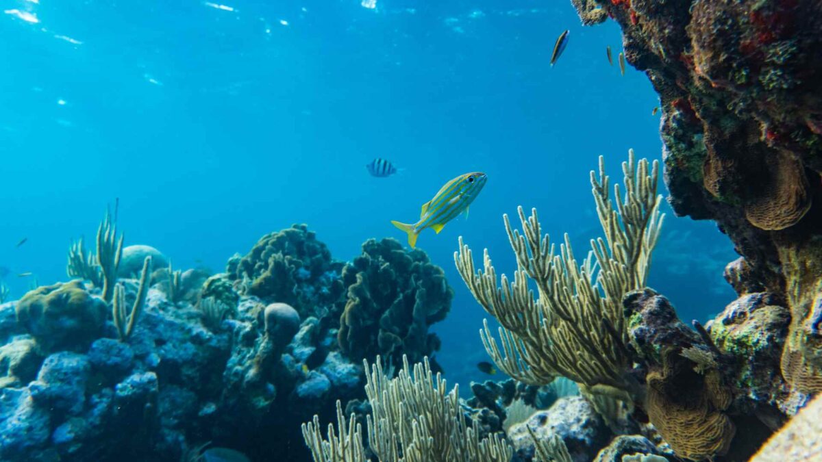 145 Ocean Puns to Make You Laugh!