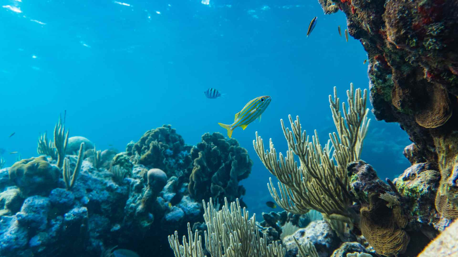 145 Ocean Puns to Make You Laugh!