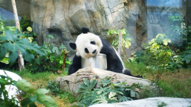 145 Panda Puns to Make You Smile
