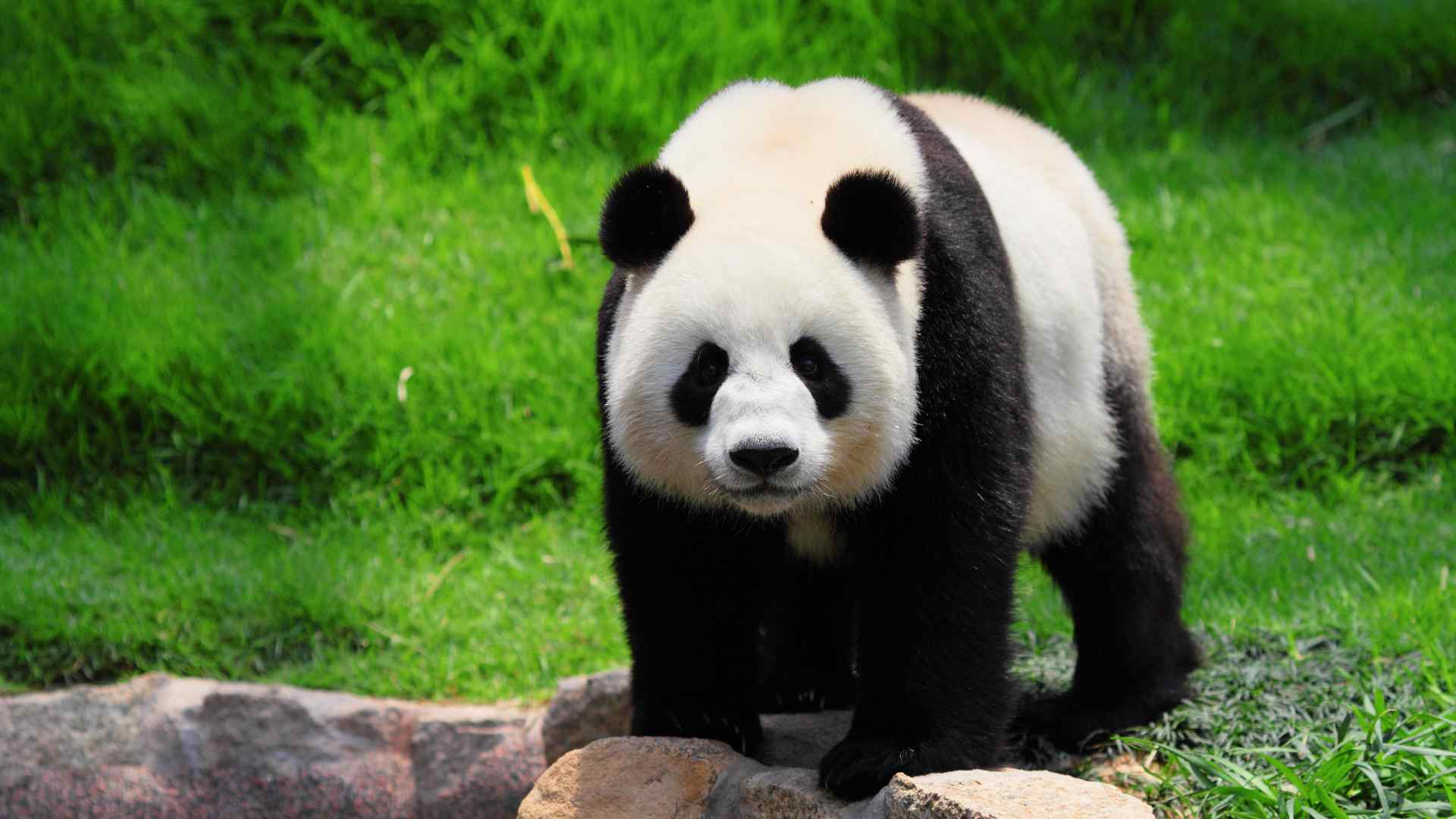 145 Panda Puns to Make You Smile