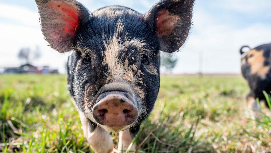 145 Pig Puns: Hilarious Piggy Wordplays