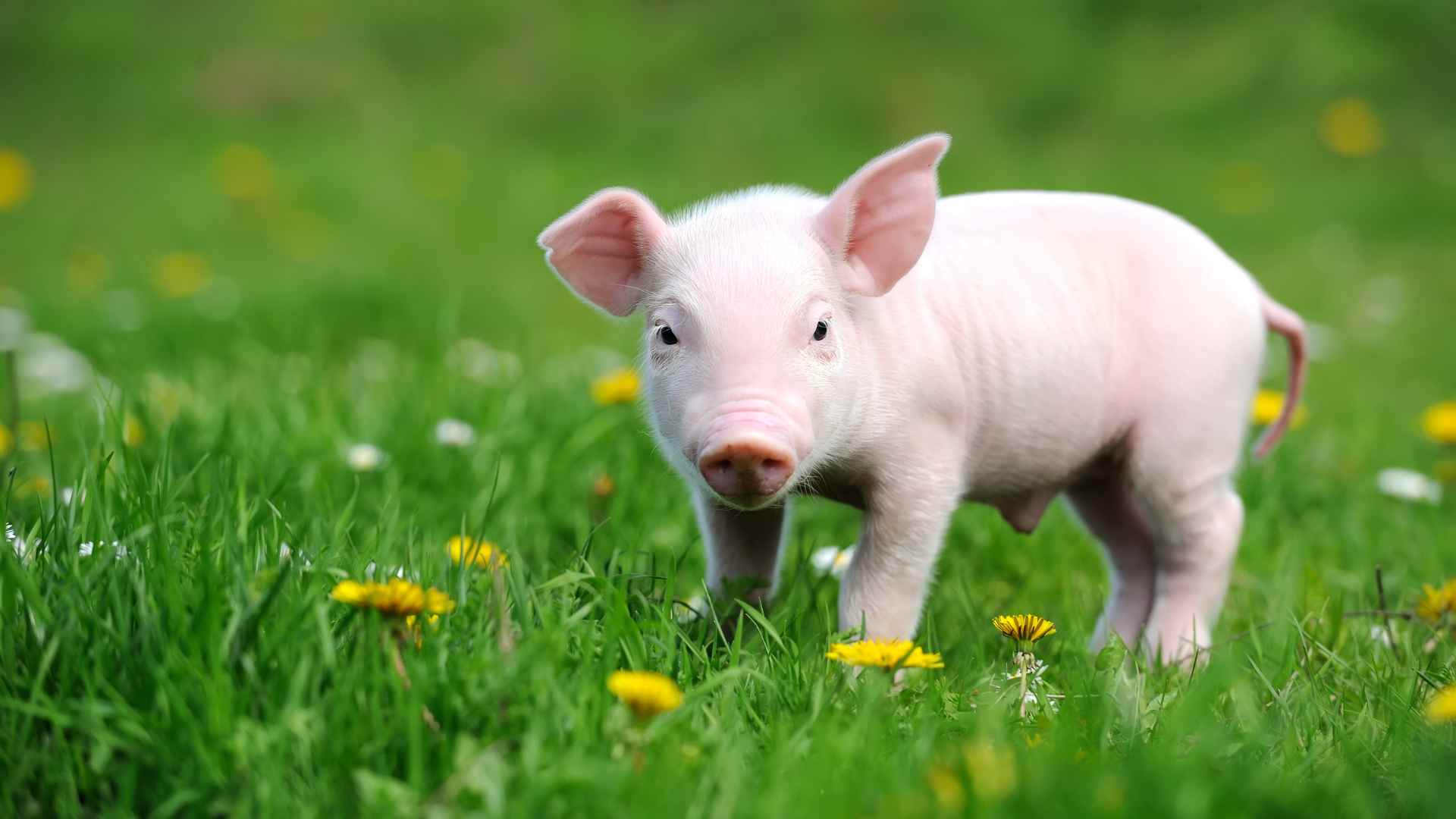 145 Pig Puns: Hilarious Piggy Wordplays