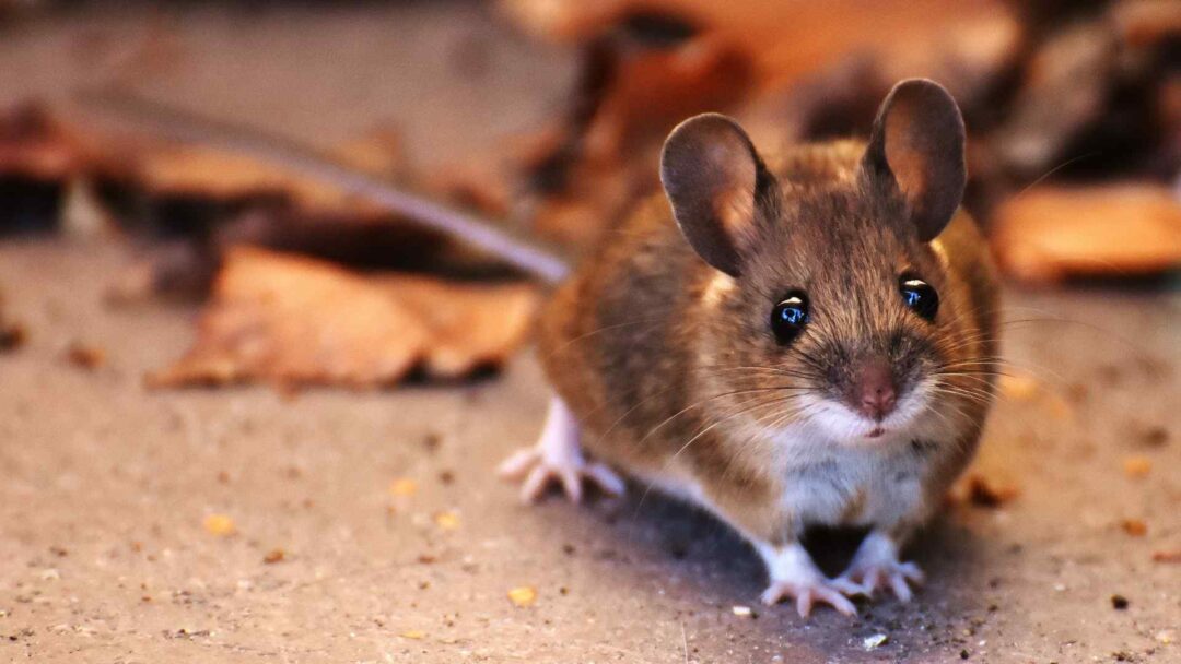 145 Rat Puns to Squeak About!