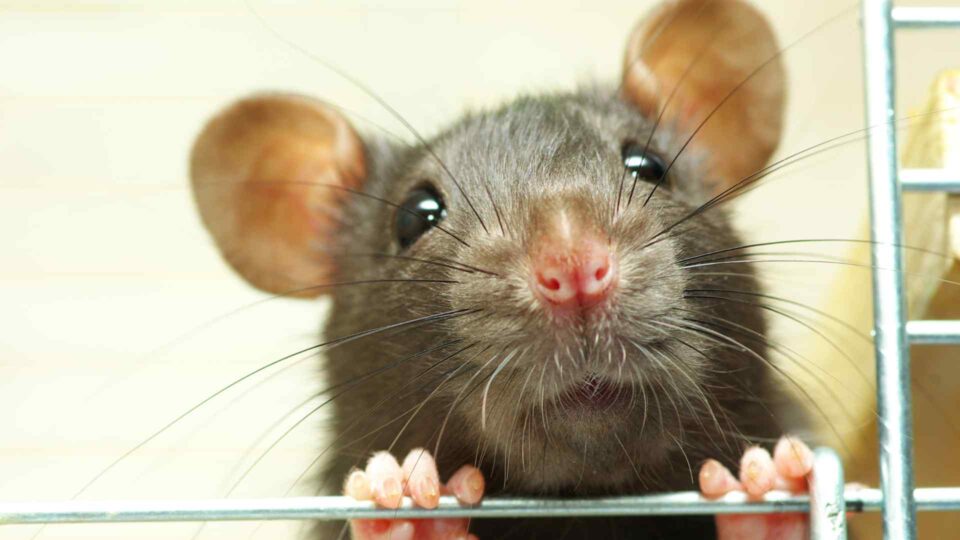 145 Rat Puns to Squeak About!