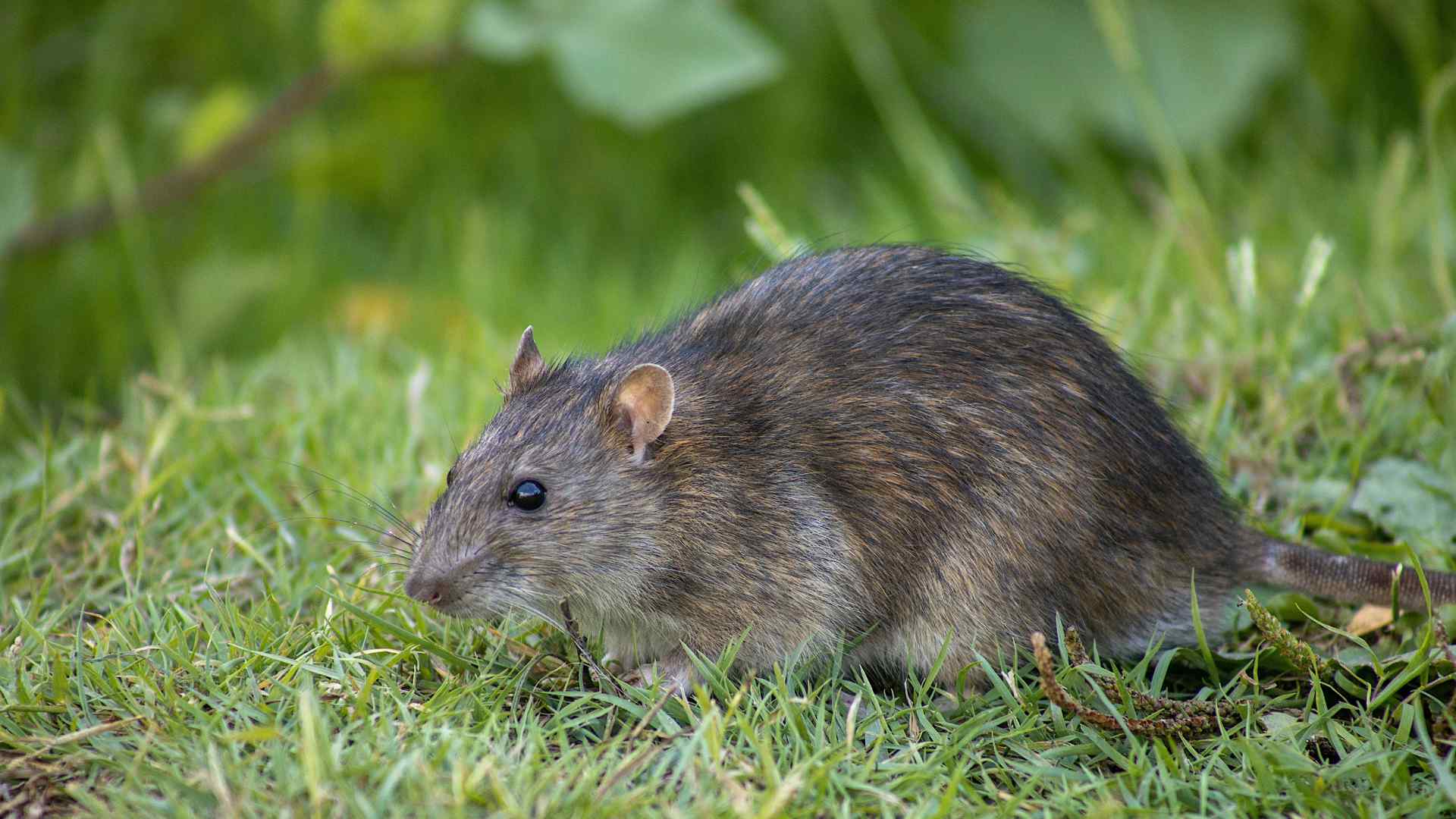 145 Rat Puns to Squeak About!
