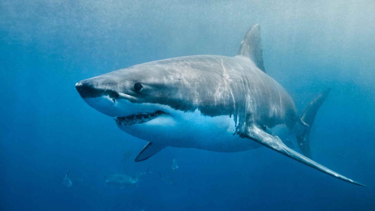 145 Shark Puns: Jawsome Puns for Any Occasion