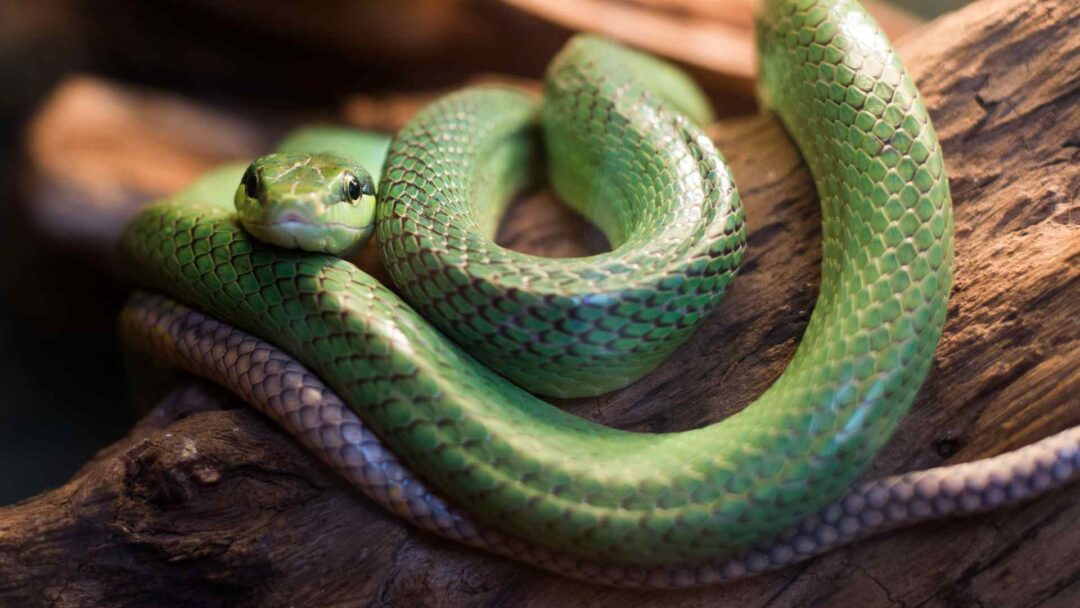 145 Snake Puns to Make You Laugh