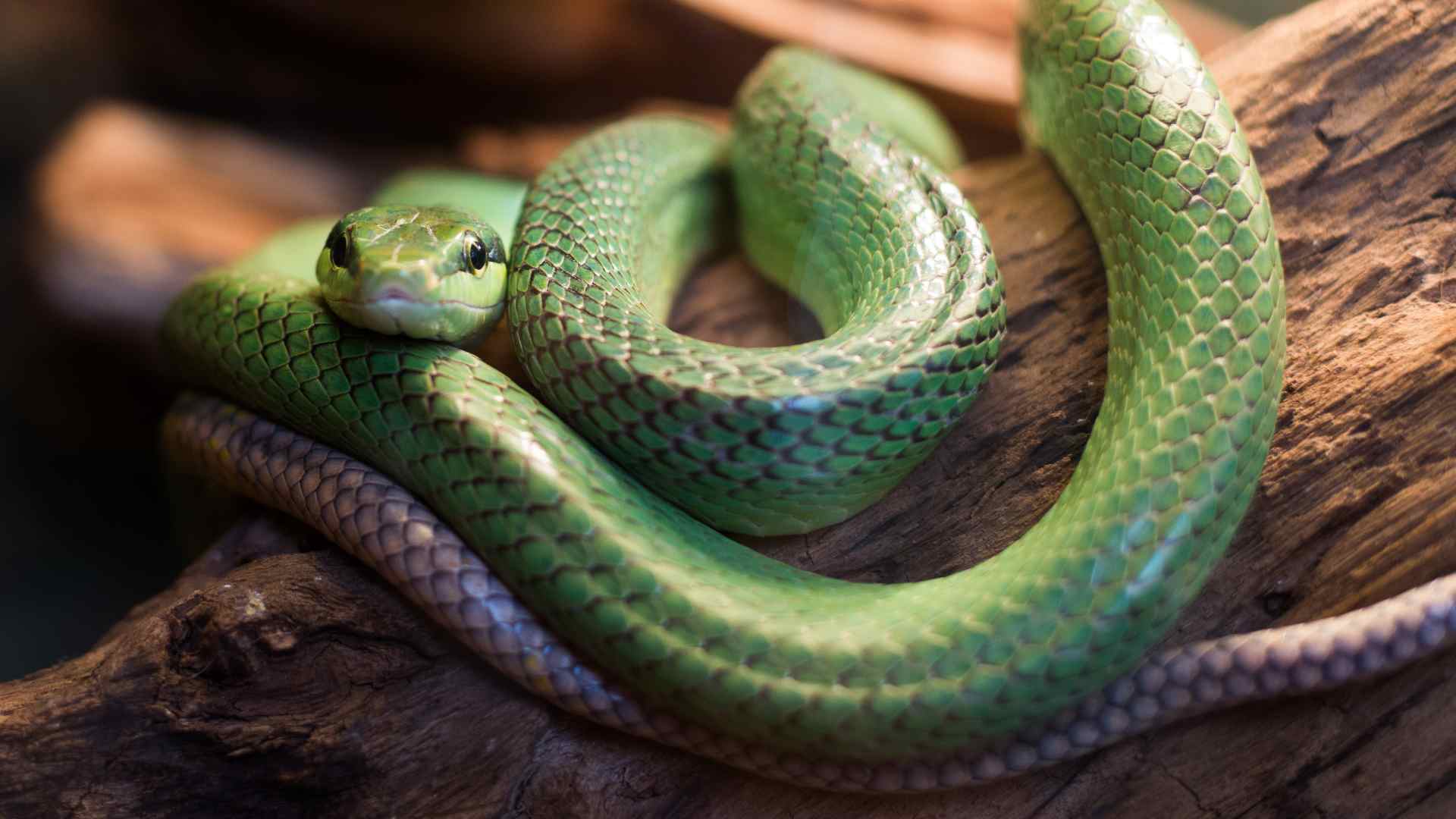 145 Snake Puns to Make You Laugh