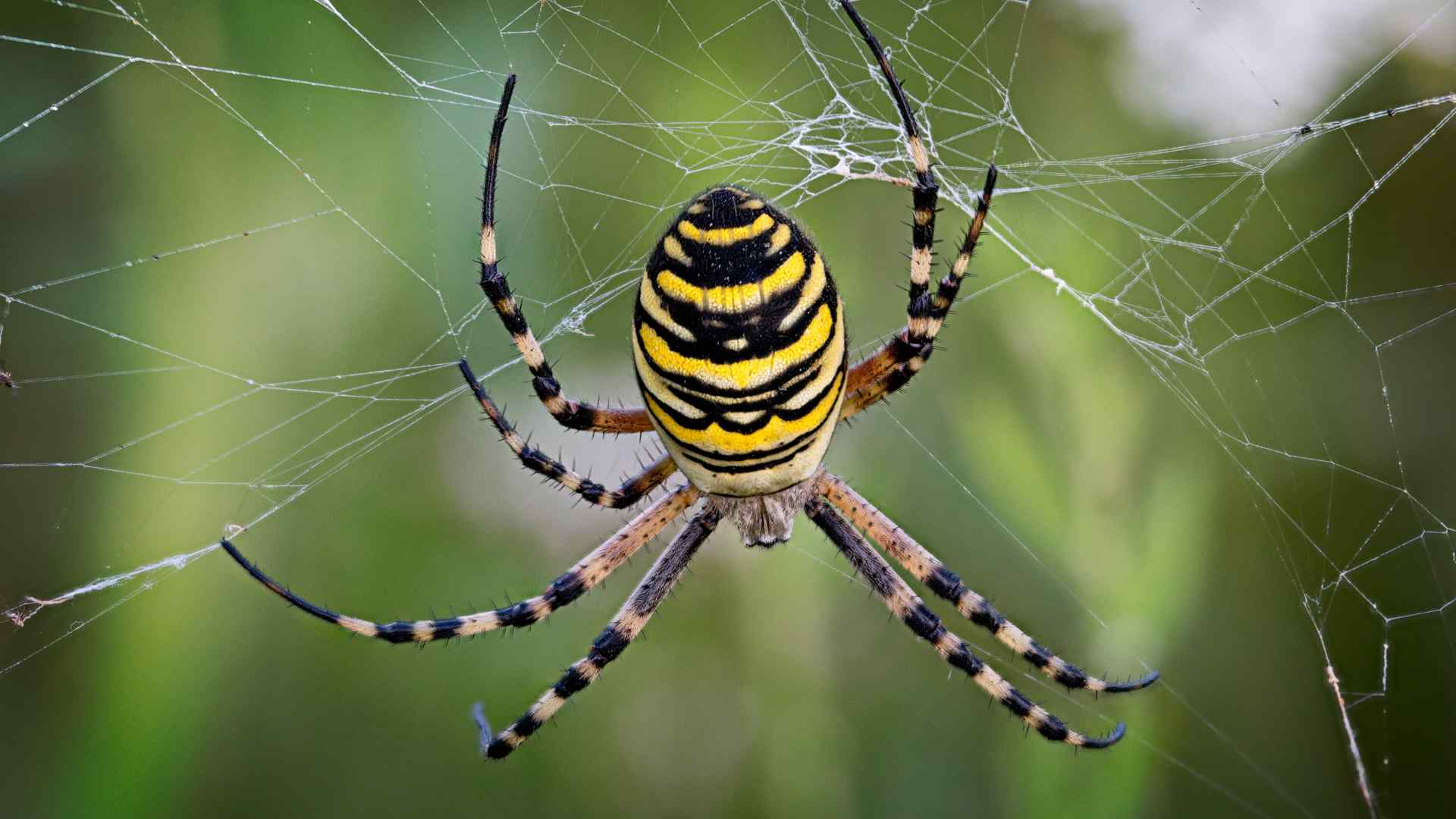 145 Spider Puns to Weave into Your Day!