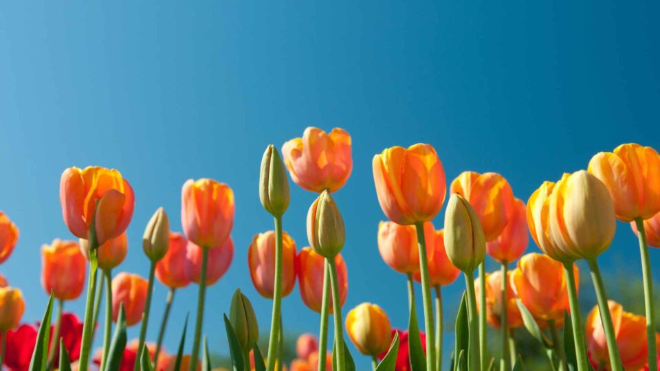 145 Best Spring Puns To Brighten Your Day