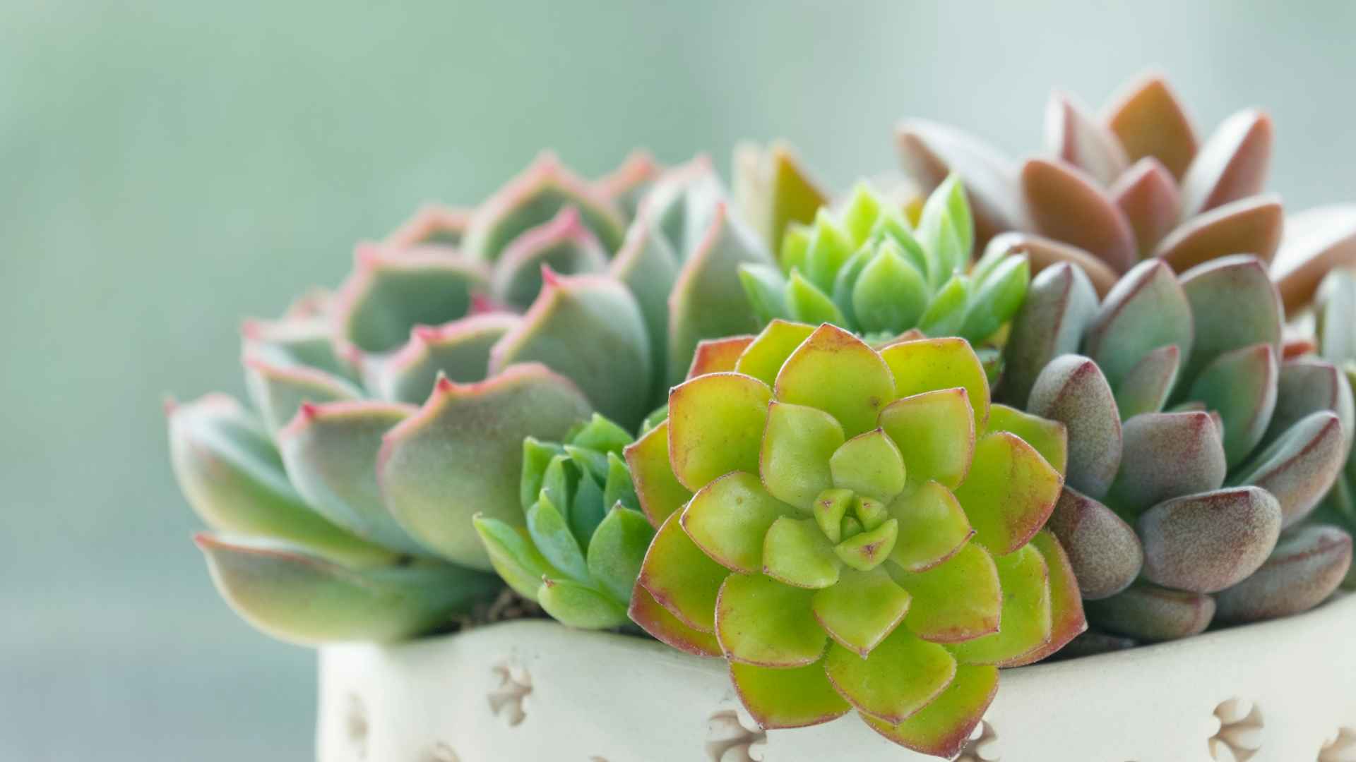 145 Succulent Puns That Will Plant a Smile on Your Face