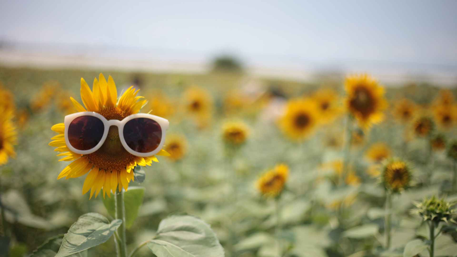 145 Summer Puns to Brighten Your Day