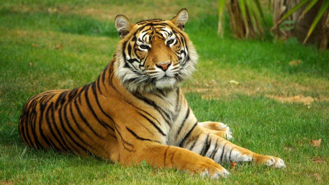 145 Tiger Puns That Will Make You Roar with Laughter