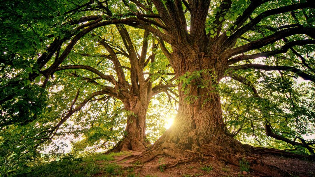 145 Tree Puns That Are Sure to Leaf You Laughing