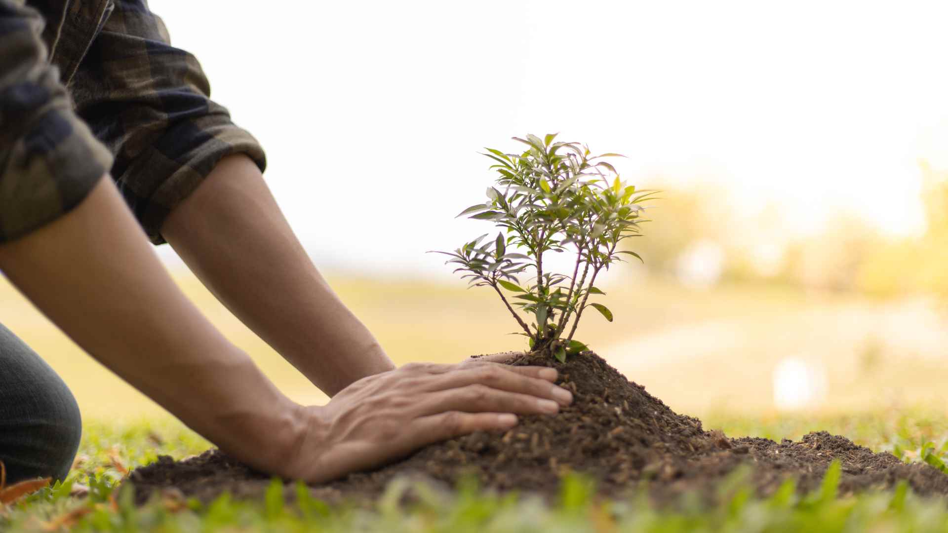 145 Tree Puns That Are Sure to Leaf You Laughing