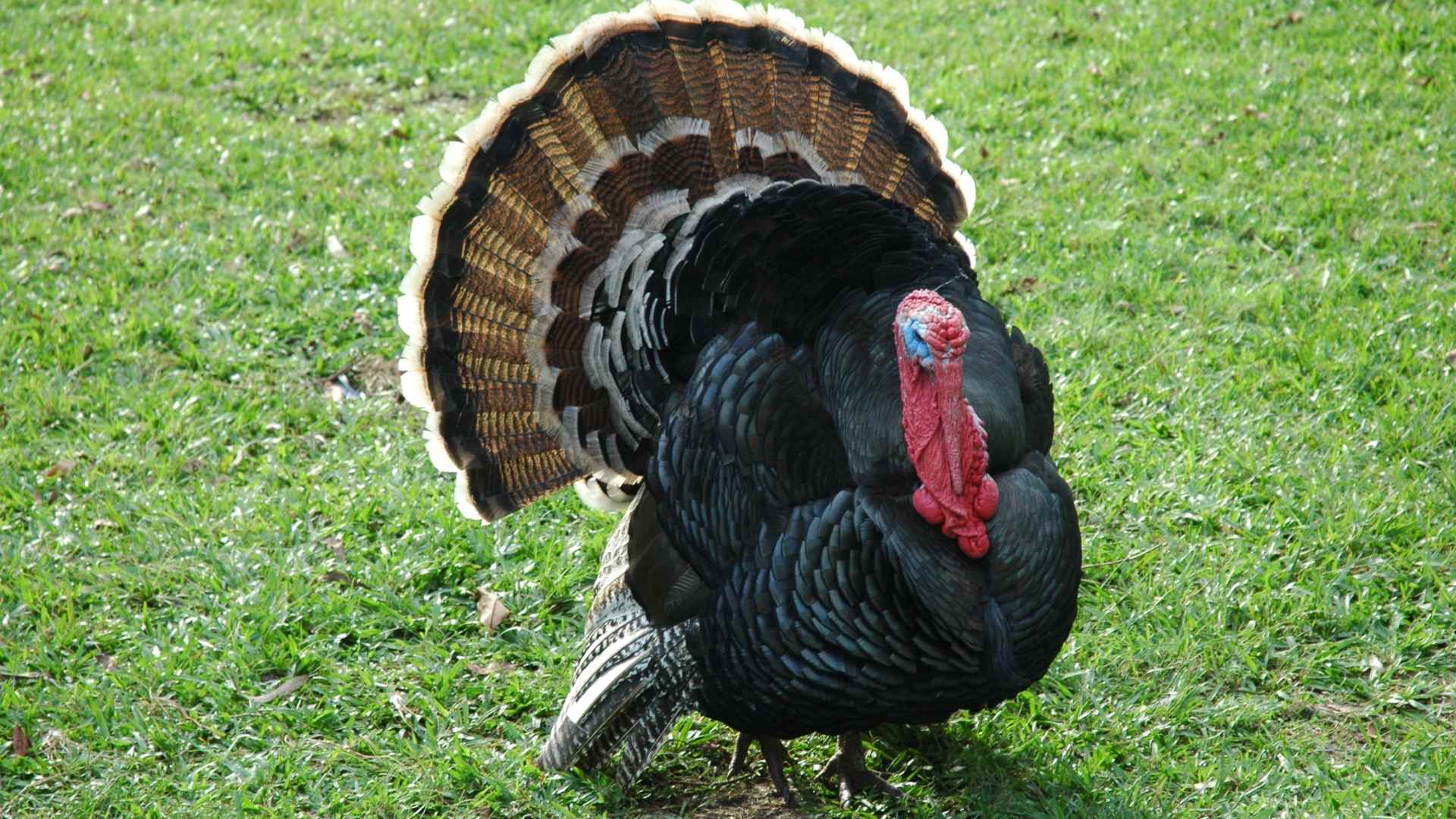 145 Turkey Puns to Gobble Up Today