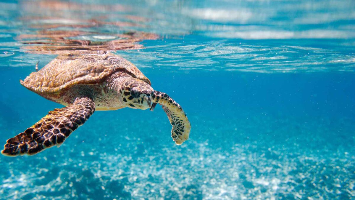 145 Turtle Puns That Will Make You Laugh
