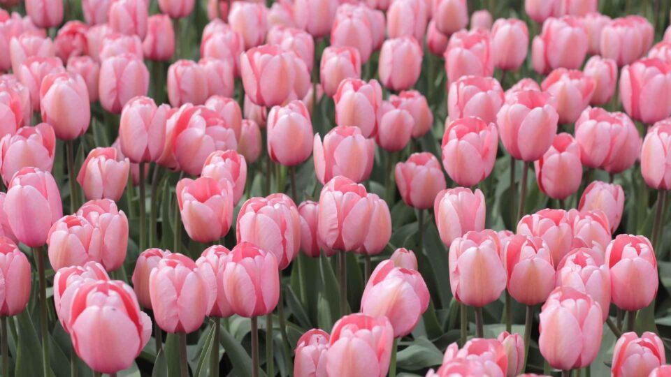 145 Tulip Puns That Will Bloom Your Sense of Humor