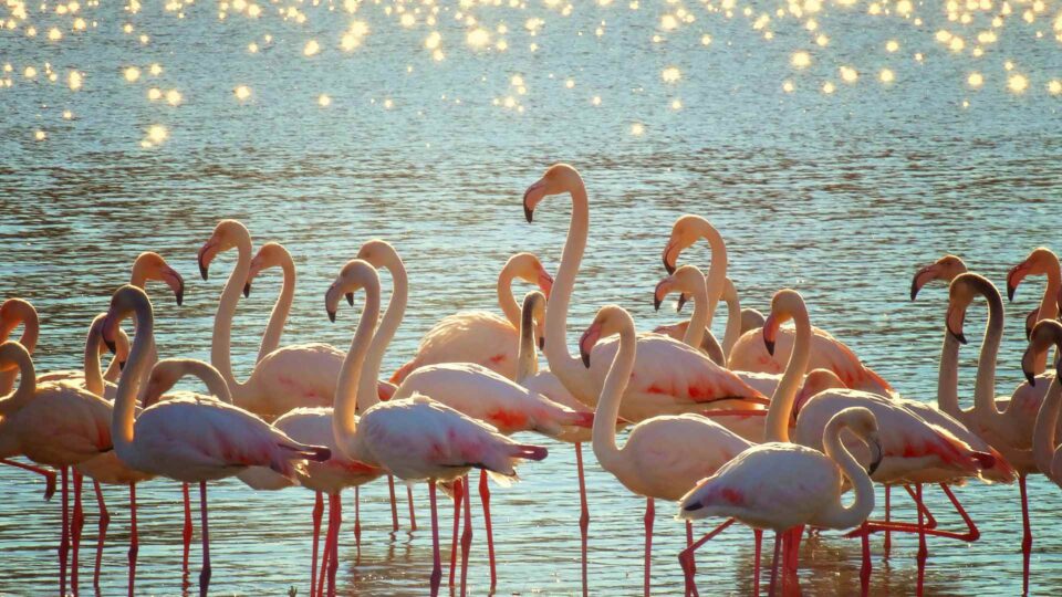 145 Flamingo Puns That Will Make You Laugh